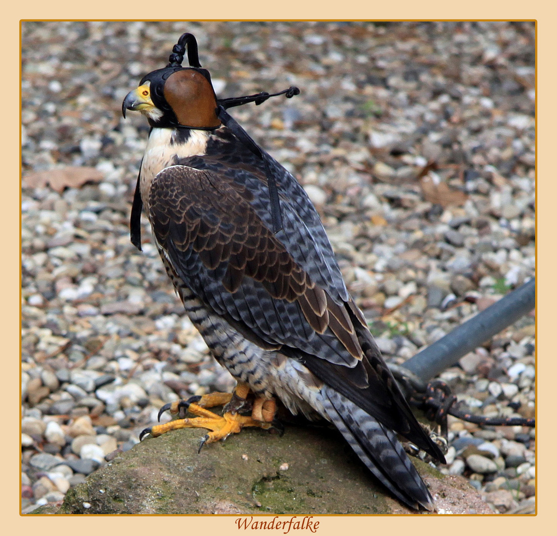 WANDERFALKE Foto & Bild | tiere, zoo, wildpark & falknerei, natur ...