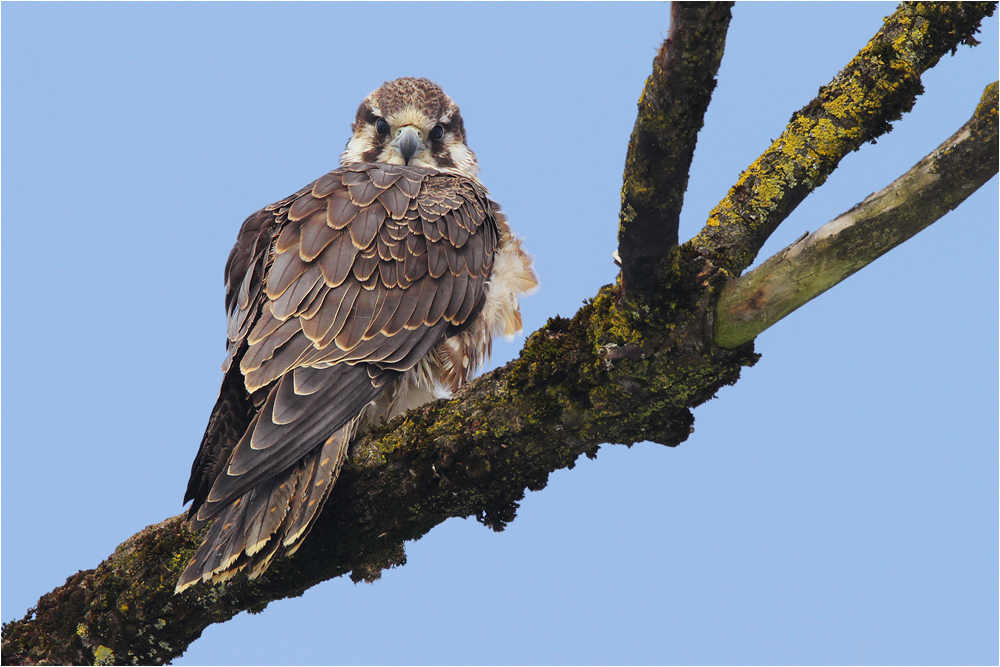 Wanderfalke Foto & Bild | tiere, wildlife, wild lebende vögel Bilder ...