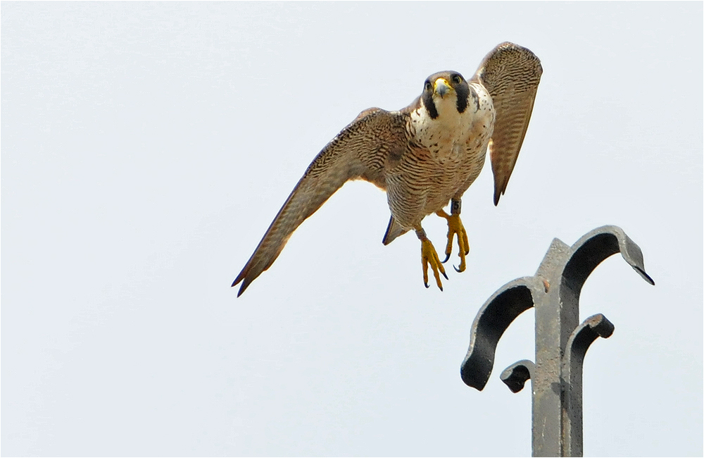 Wanderfalke ... Foto & Bild | tiere, wildlife, wild lebende vögel ...