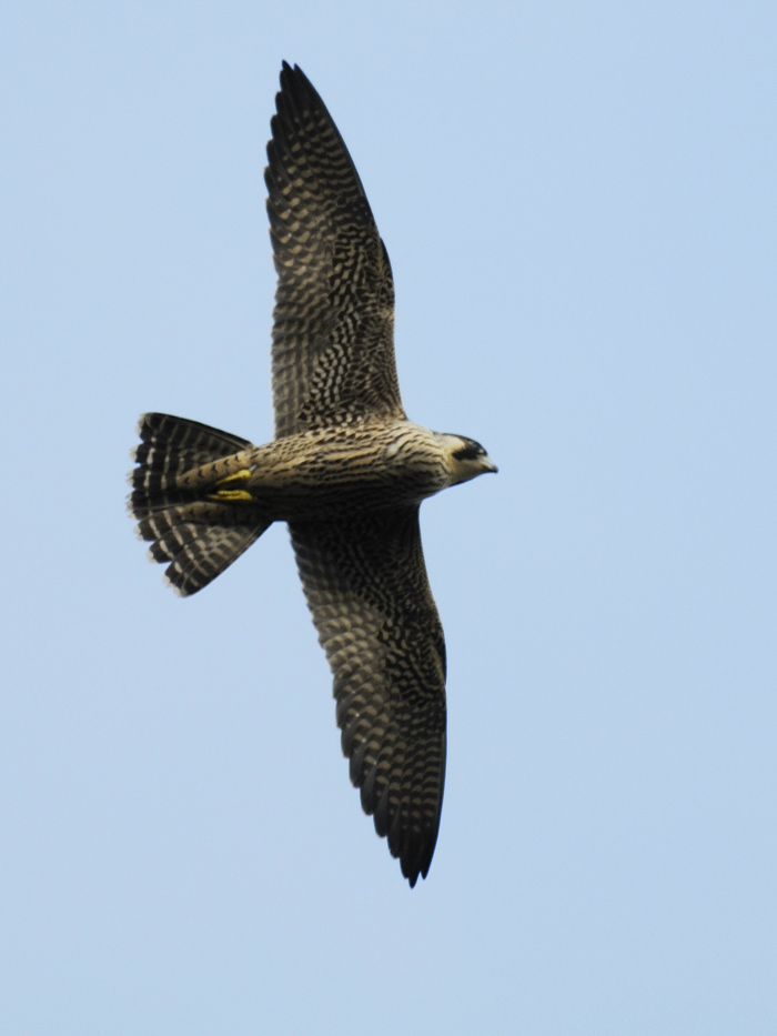 Wanderfalke Foto & Bild | tiere, wildlife, wild lebende vögel Bilder ...