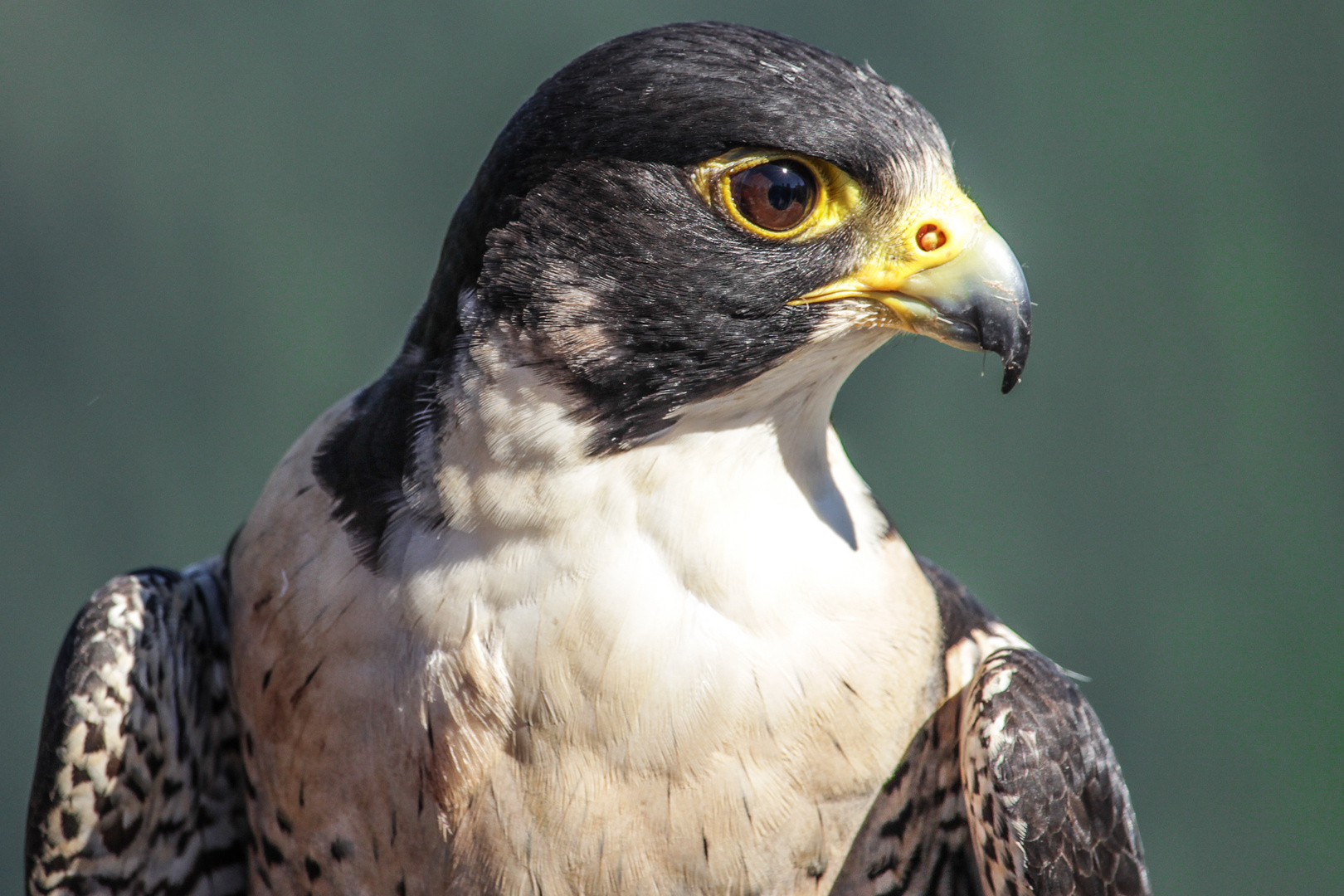 Wanderfalke Foto & Bild | north america, canada, tiere Bilder auf ...