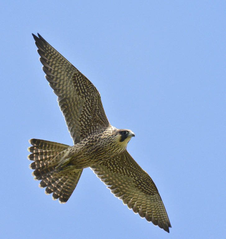 Wanderfalke Foto & Bild | tiere, wildlife, wild lebende vögel Bilder ...