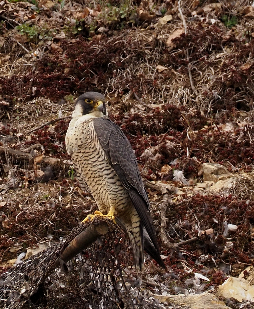 Wanderfalke Foto & Bild | tiere, wildlife, wild lebende vögel Bilder ...