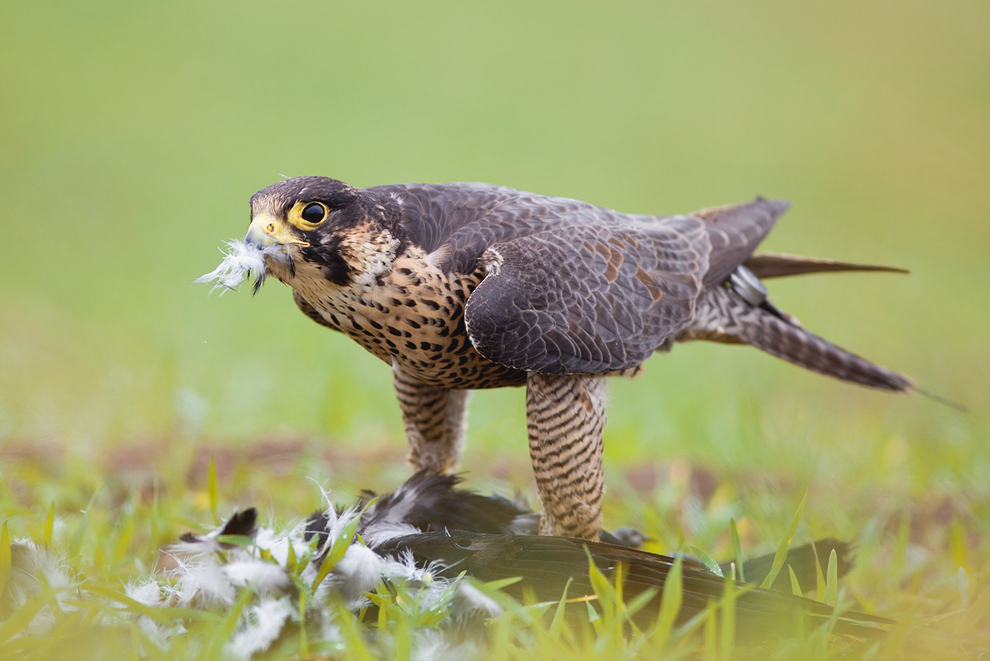 ~ Wanderfalke ~ Foto & Bild | tiere, zoo, wildpark & falknerei, vögel ...