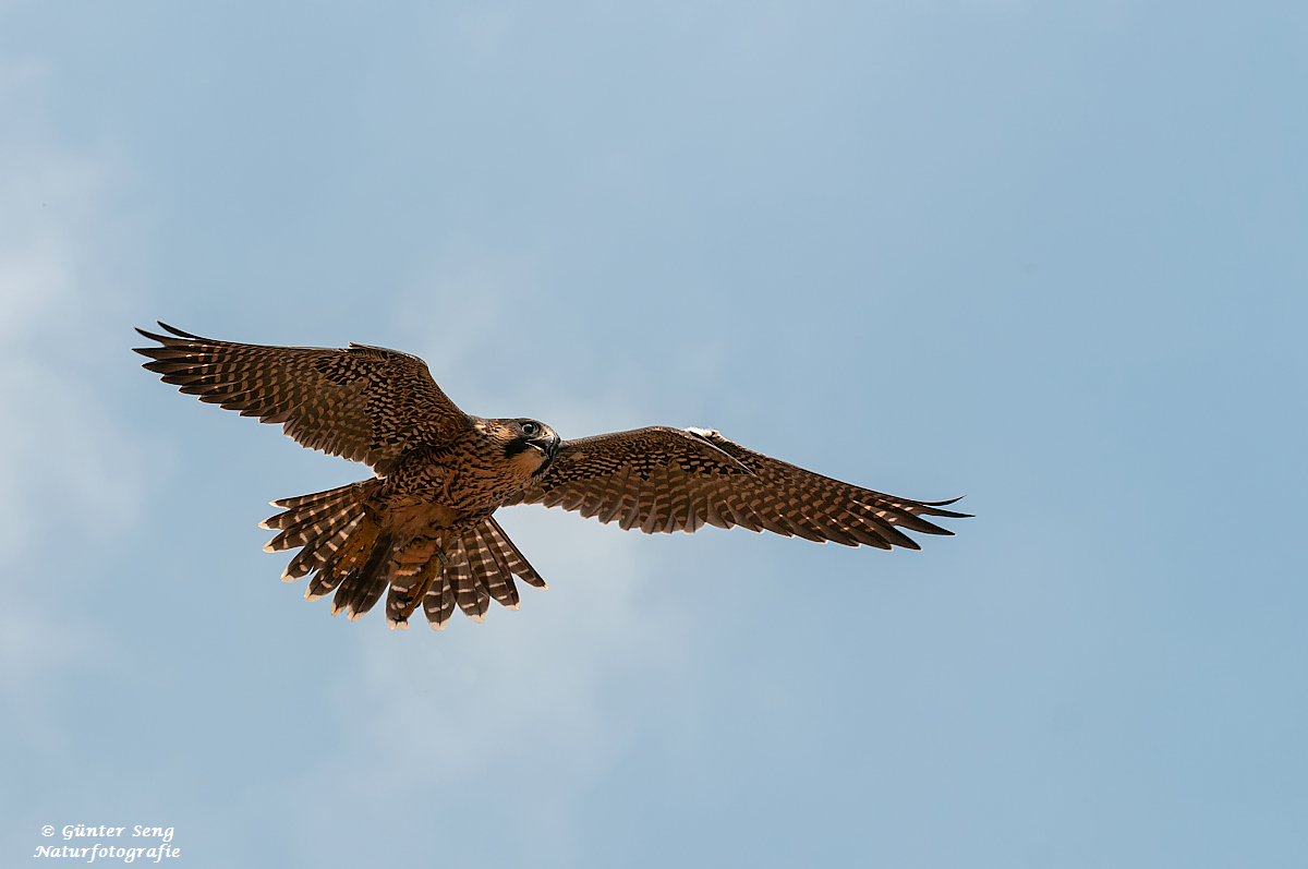 Wanderfalke Foto & Bild | tiere, wildlife, natur Bilder auf fotocommunity