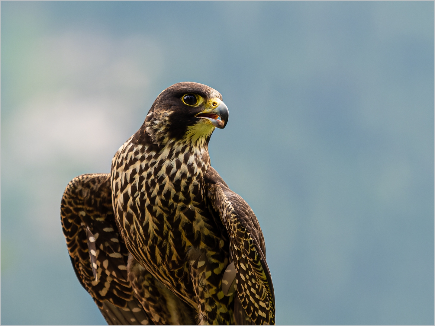 Wanderfalke Foto & Bild | fotos, natur, greifvogel Bilder auf fotocommunity