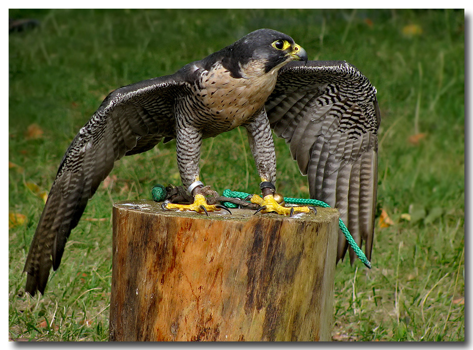 Wanderfalke Foto & Bild | tiere, zoo, wildpark & falknerei, vögel ...