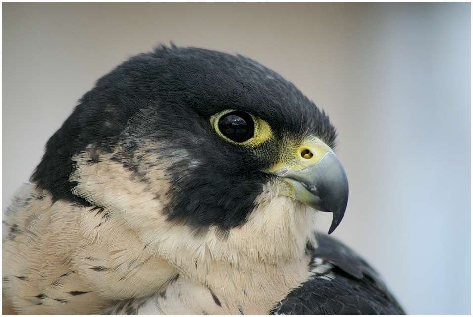 Wanderfalke Foto & Bild | tiere, zoo, wildpark & falknerei, vögel ...