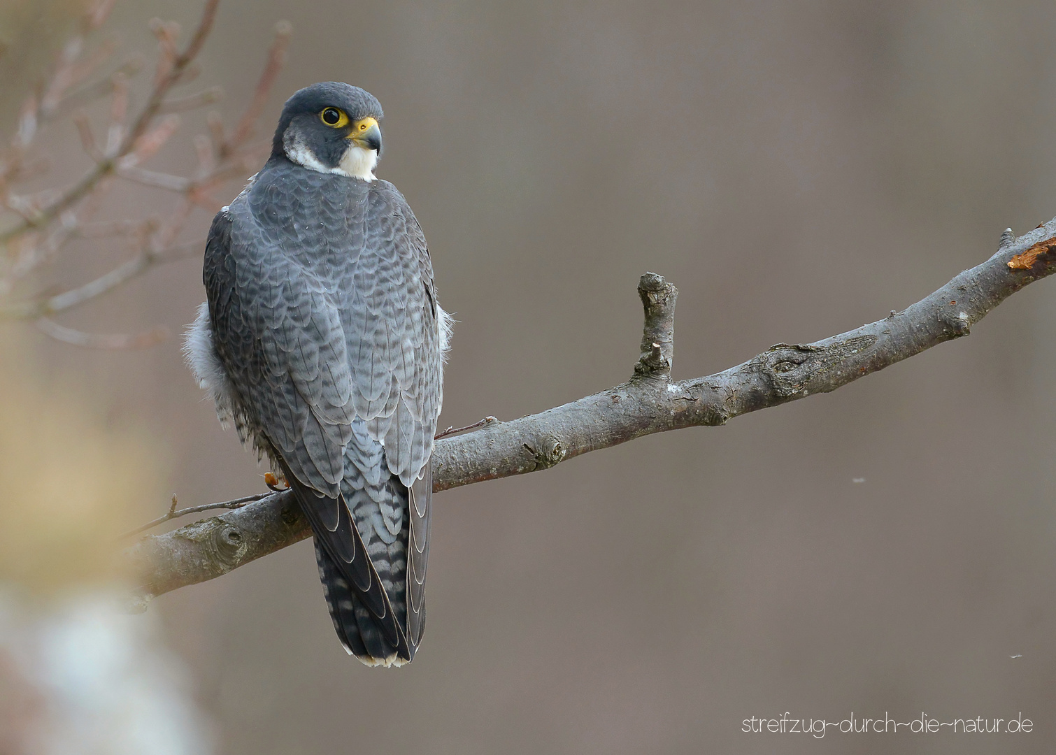 wanderfalke Foto & Bild | natur, greifvogel, tiere Bilder auf fotocommunity
