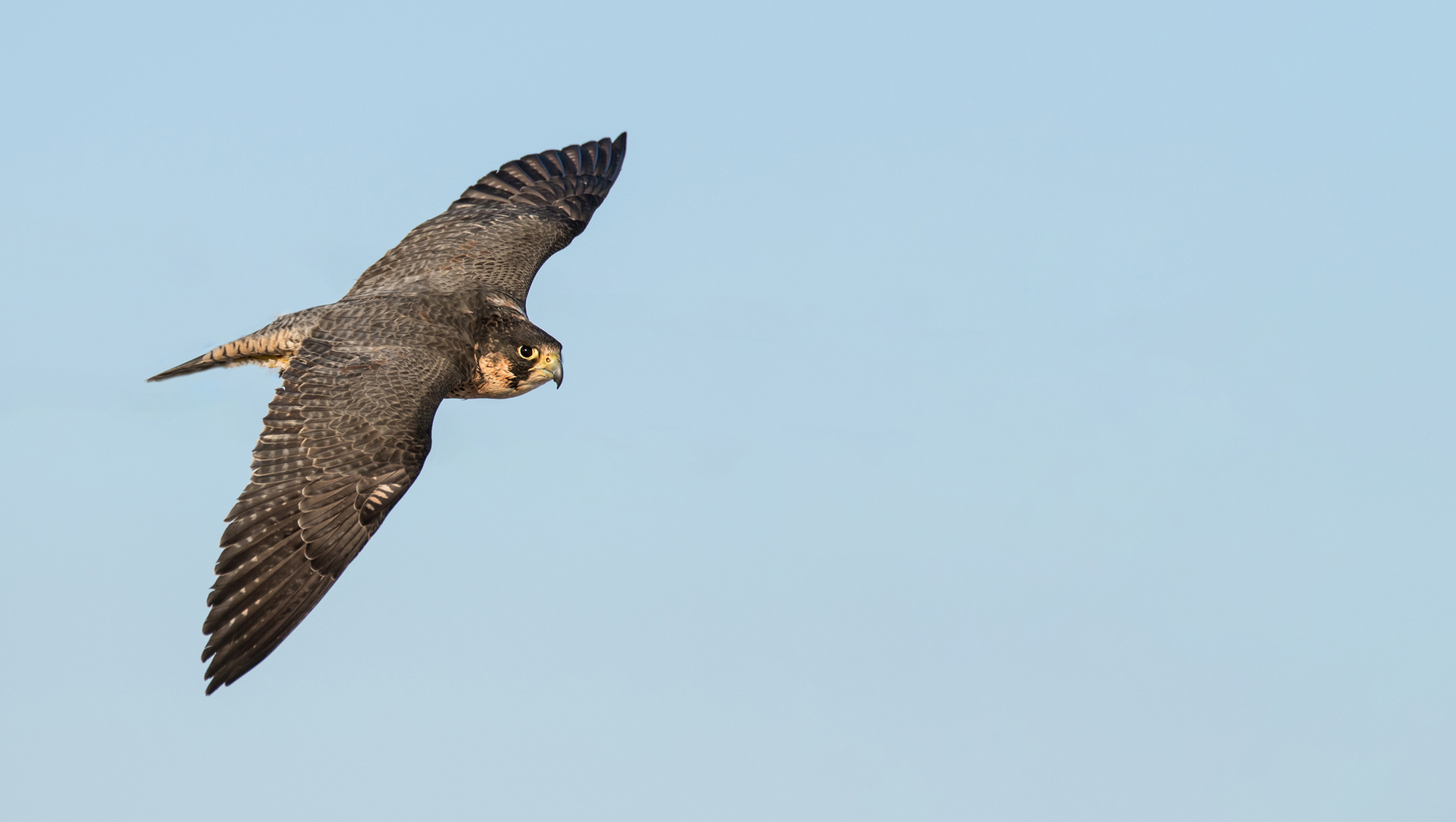Wanderfalke Foto & Bild | tiere, zoo, wildpark & falknerei, vögel ...