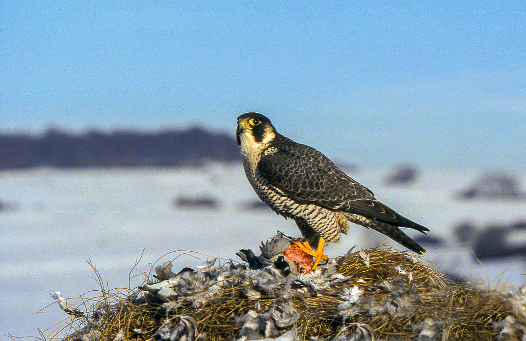 Wanderfalke Foto & Bild | tiere, wildlife, wild lebende vögel Bilder ...