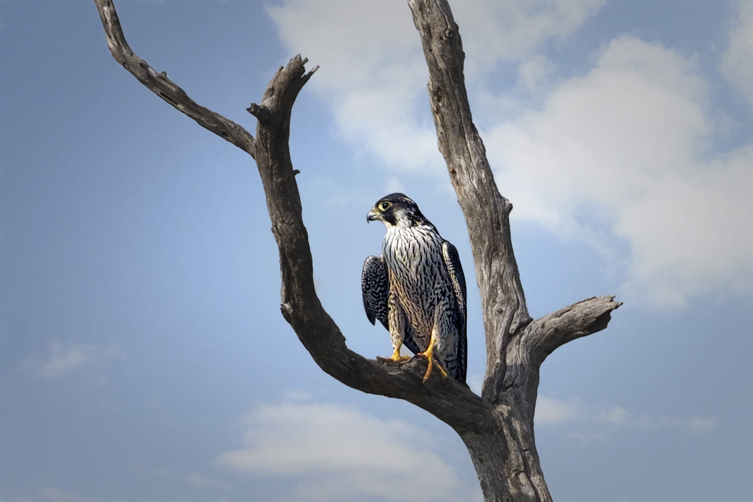 Wanderfalke Foto & Bild | tiere, wildlife, wild lebende vögel Bilder ...