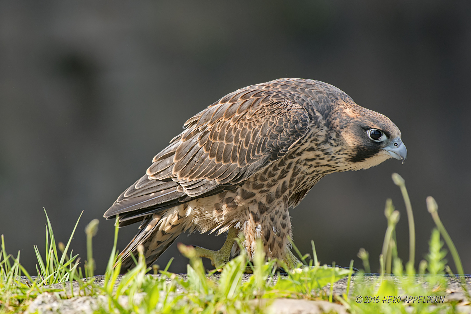 Wanderfalke . . . Foto & Bild | natur, vögel, greifvögel Bilder auf ...