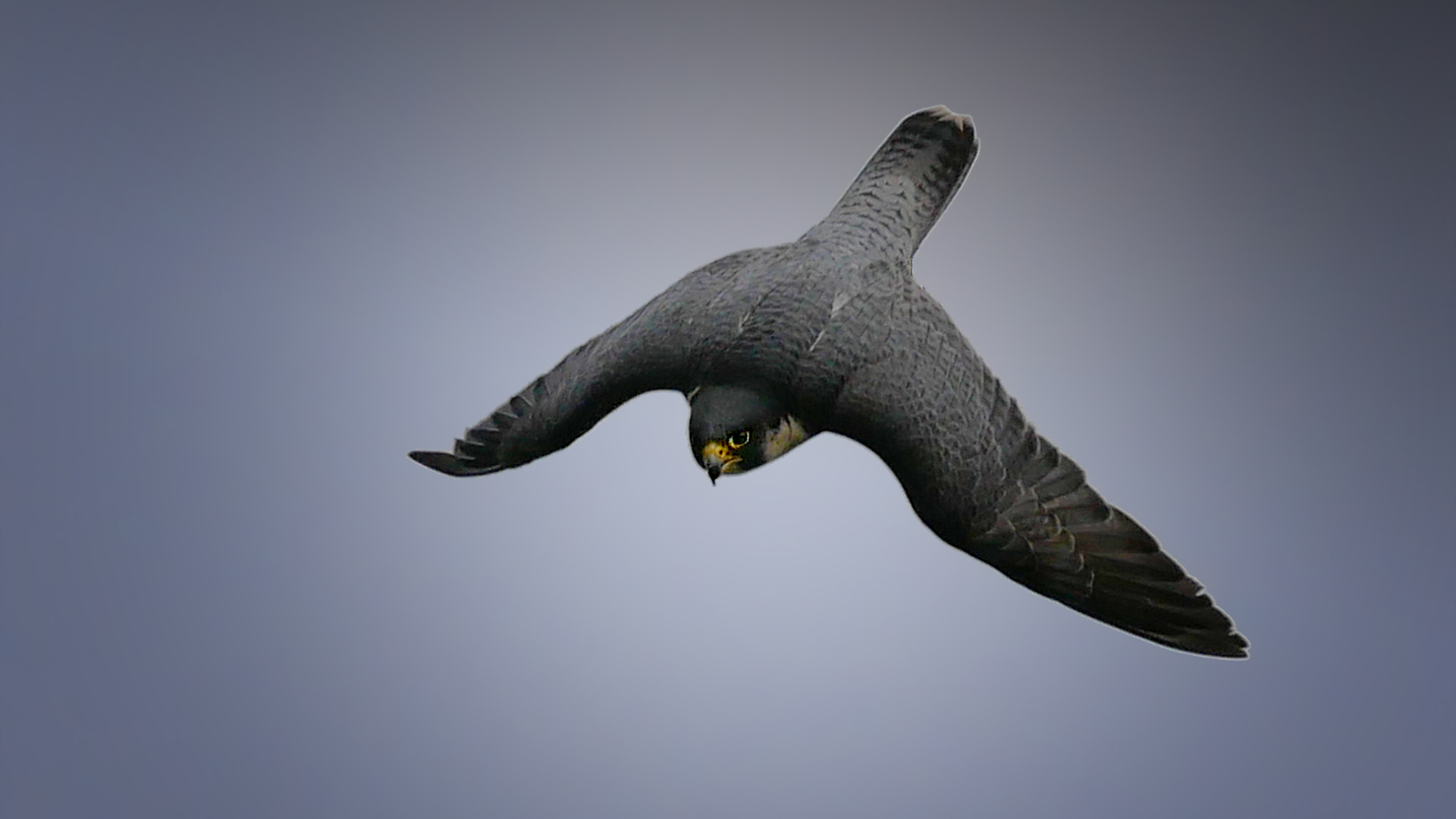 Wanderfalke Foto & Bild | world, schottland, natur Bilder auf fotocommunity