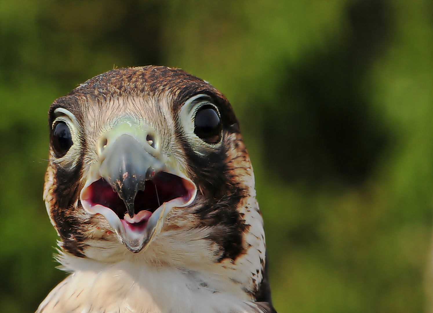 Wanderfalke Foto & Bild | tiere, zoo, wildpark & falknerei, vögel ...