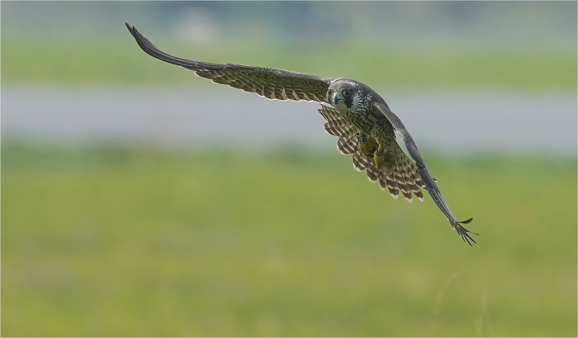 Wanderfalke Foto & Bild | natur, vogel, greifvogel Bilder auf fotocommunity