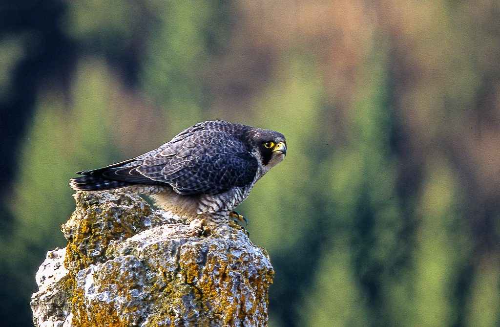 Wanderfalke Foto & Bild | tiere, wildlife, wild lebende vögel Bilder ...