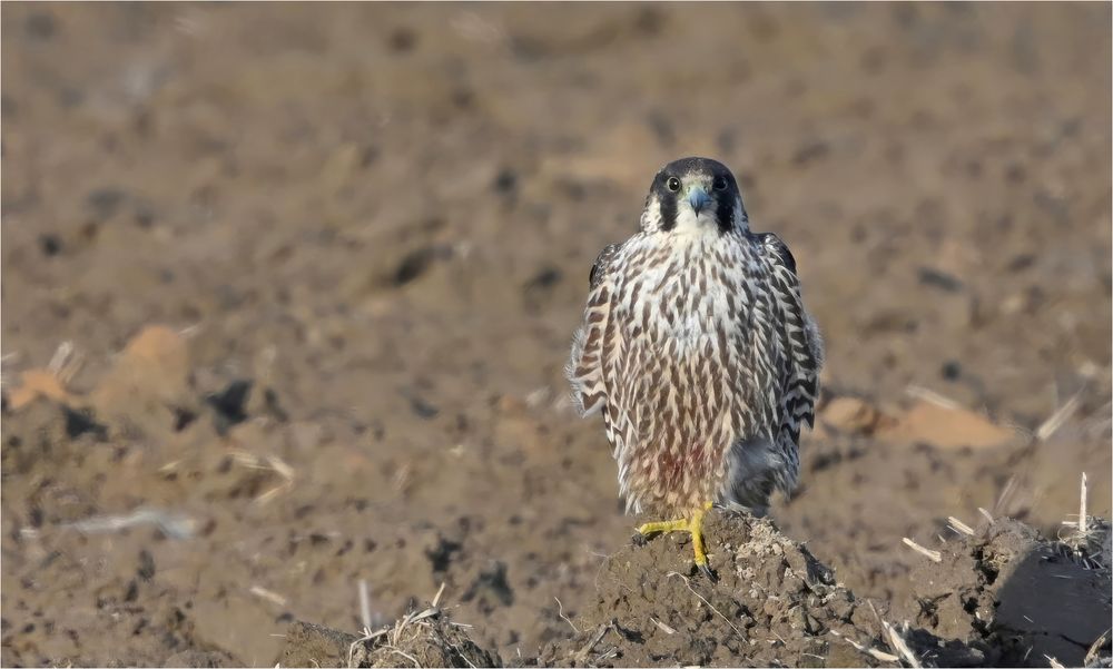 Wanderfalke Foto & Bild | tiere, wildlife, wild lebende vögel Bilder ...