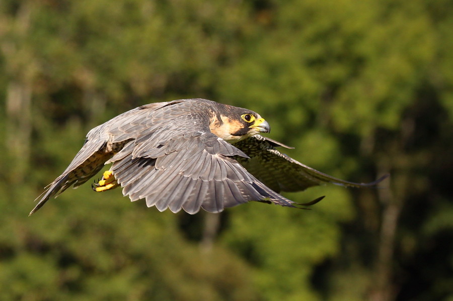 Wanderfalke im Flug ( Falco peregrinus ) Foto & Bild | tiere, zoo ...
