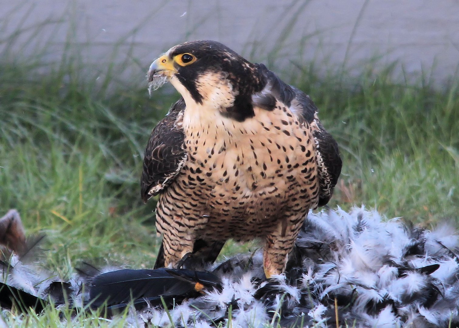 Wanderfalke,jpg Foto & Bild | tiere, wildlife, wild lebende vögel ...