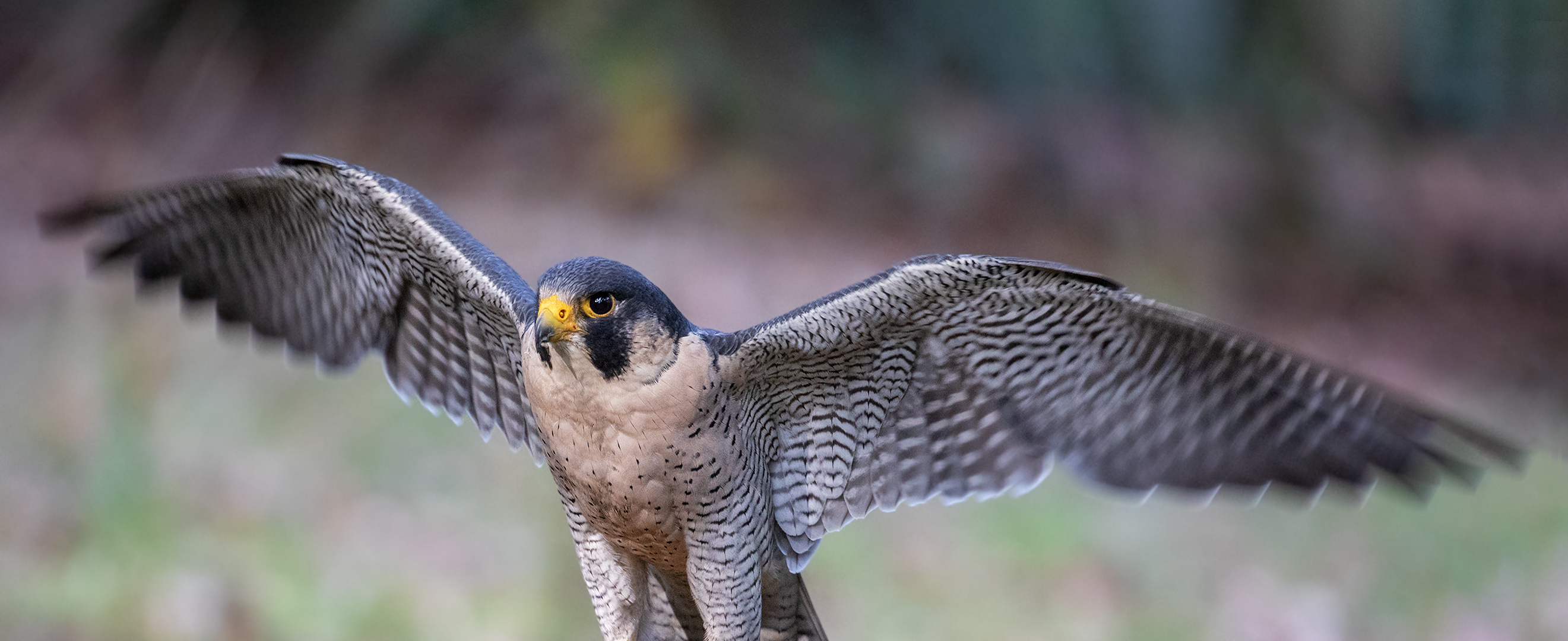 Wanderfalken-Portrait 004 Foto & Bild | deutschland, europe ...