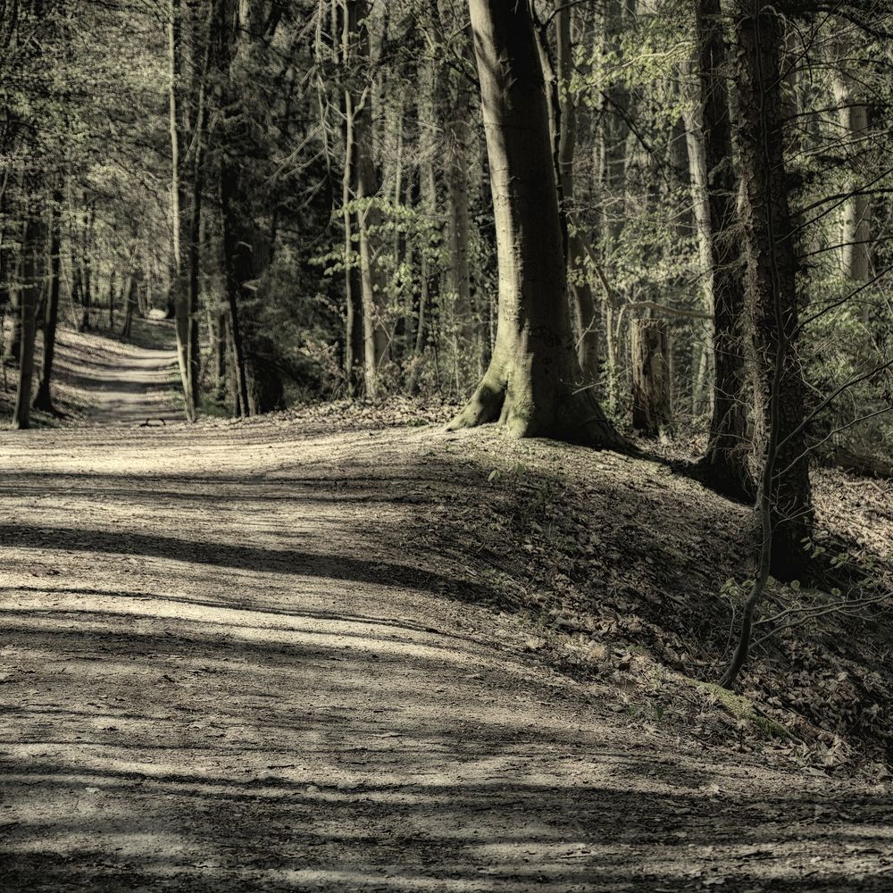 Wandern im Wald Foto & Bild | wald, bäume, weg Bilder auf fotocommunity