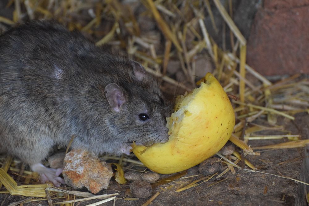 Wanderratte Foto & Bild | tiere, natur, wildpark Bilder auf fotocommunity