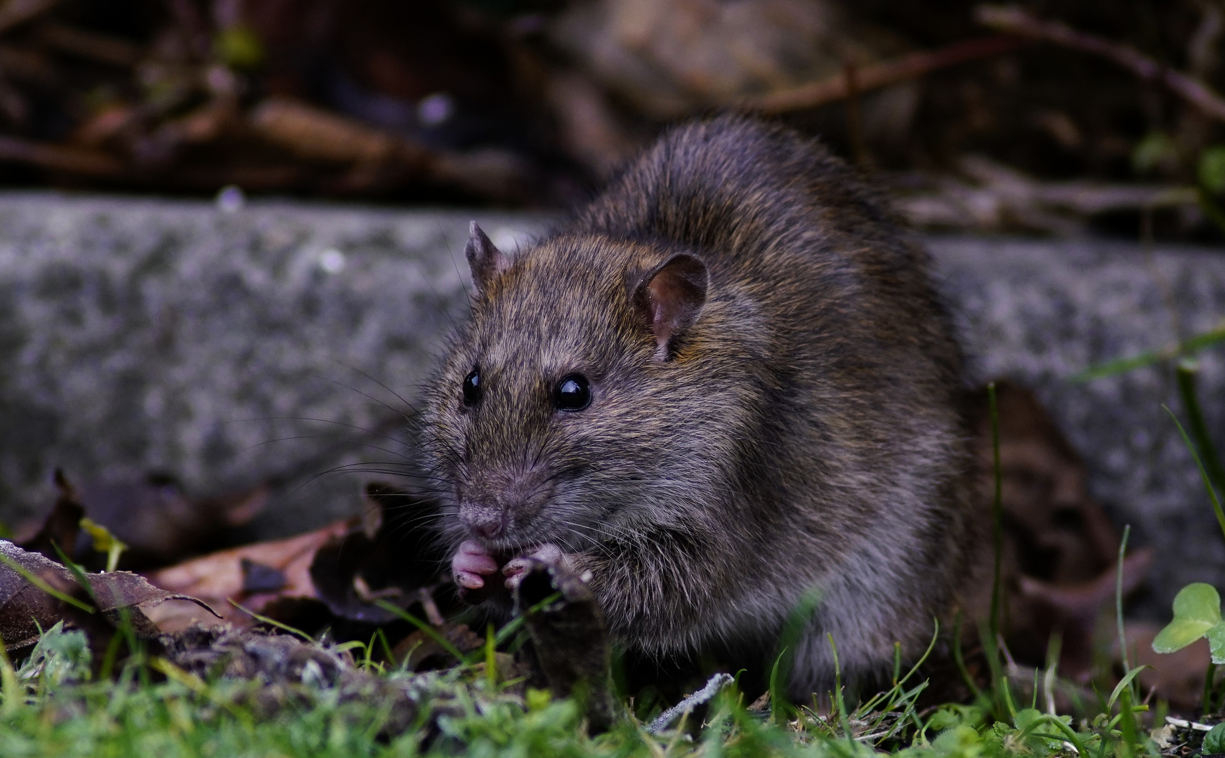 Wanderratte. Foto & Bild | tiere, wildlife, säugetiere Bilder auf ...