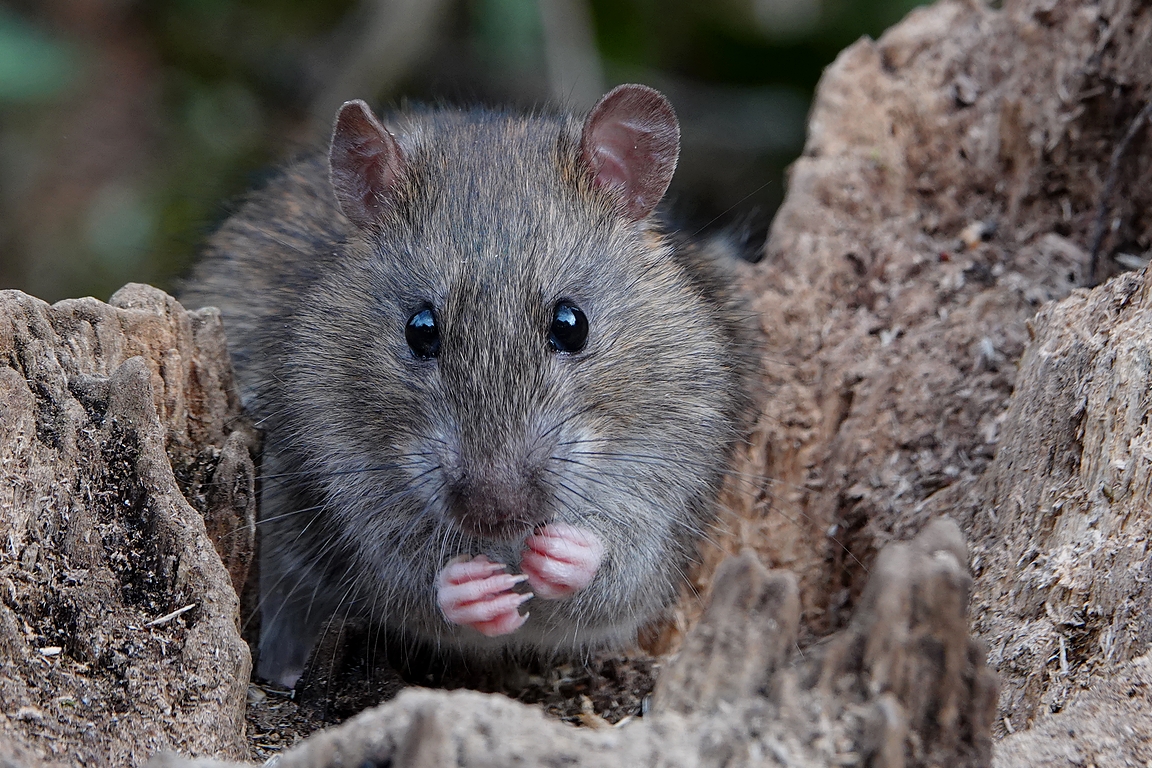 Wanderratte Foto & Bild | natur, tiere, wildlife Bilder auf fotocommunity