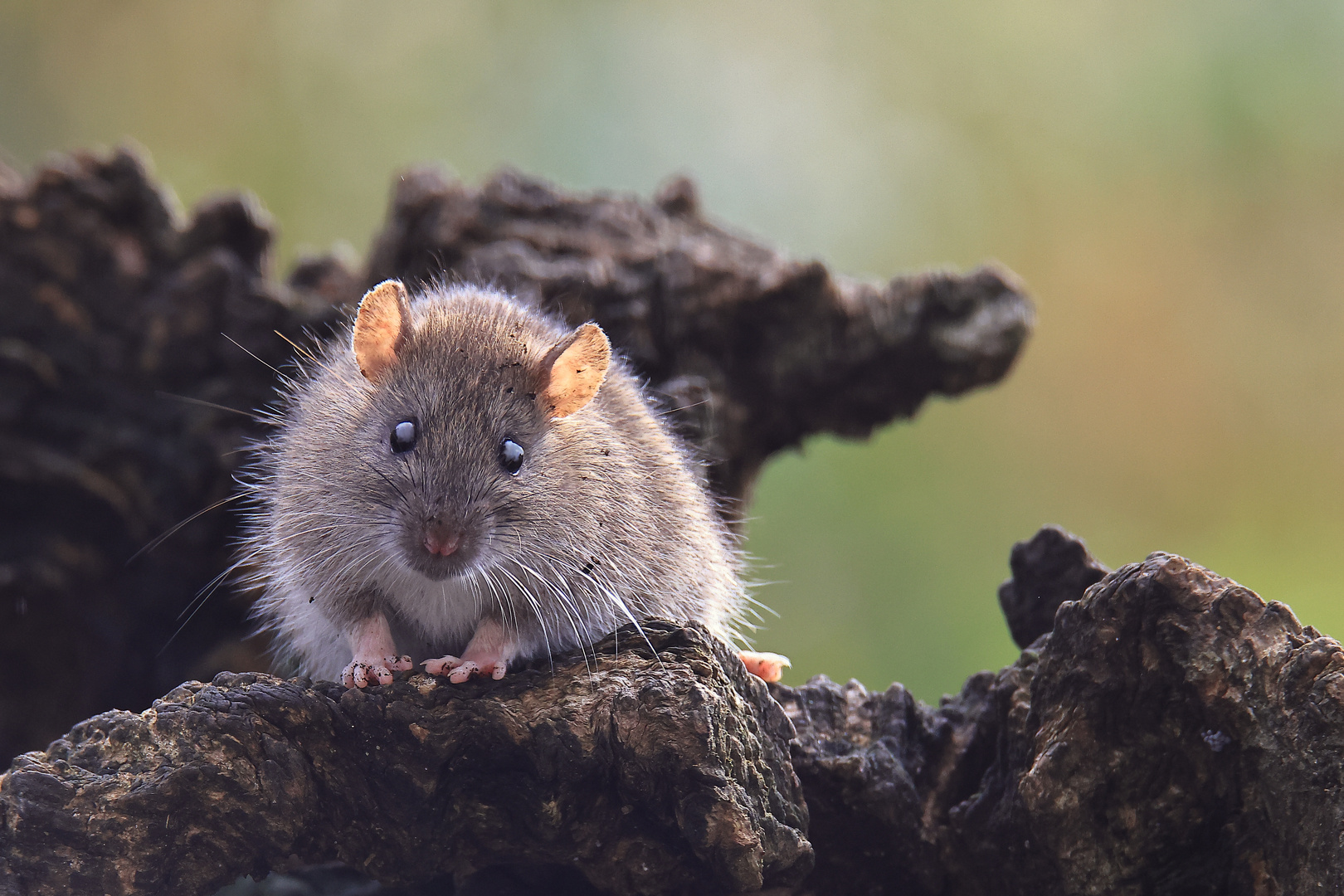 Wanderratte - Rattus norvegicus Foto & Bild | tiere, wildlife, säugetiere Bilder auf fotocommunity