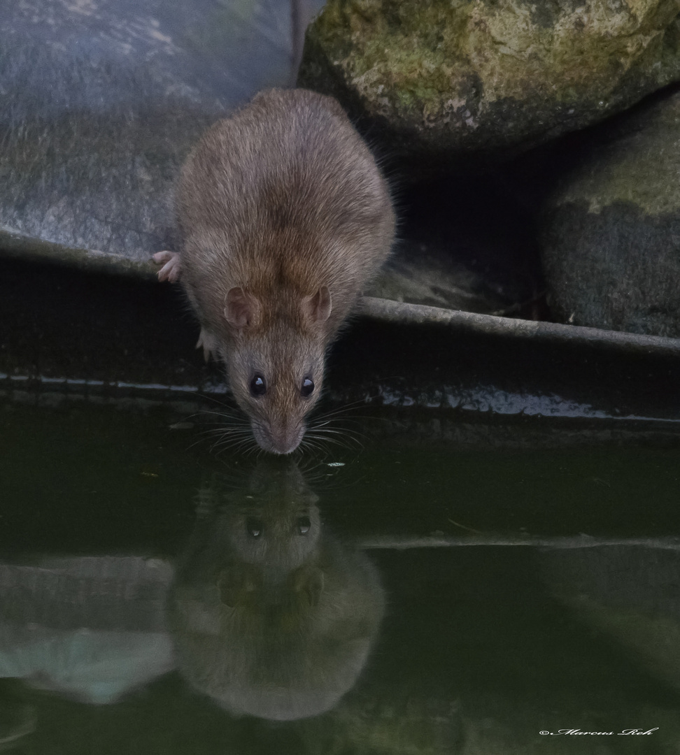 Wanderratte ( Rattus norvegicus ) Foto & Bild | tiere, wildlife ...