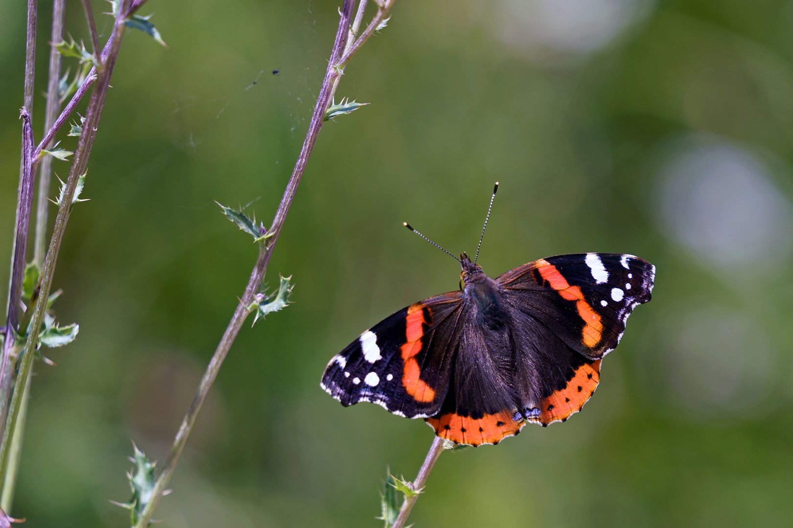Wandervogel Foto & Bild | makro, natur, insekten Bilder auf fotocommunity