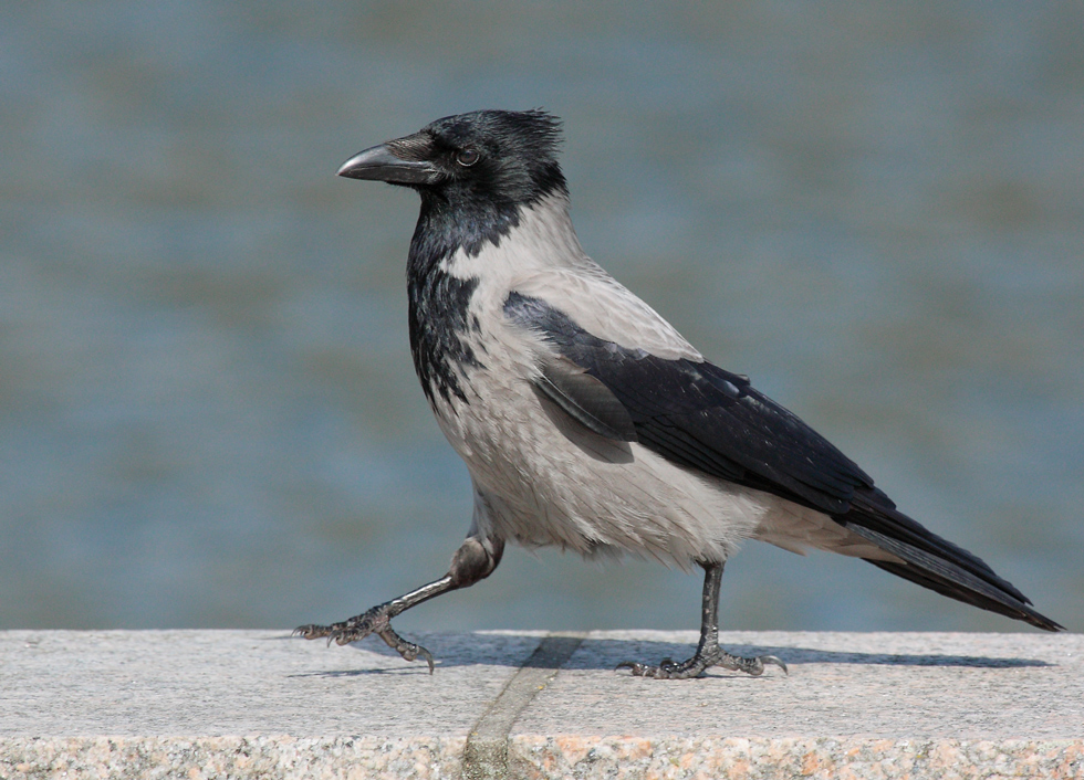 Wandervogel Foto & Bild | tiere, wildlife, wild lebende vögel Bilder ...