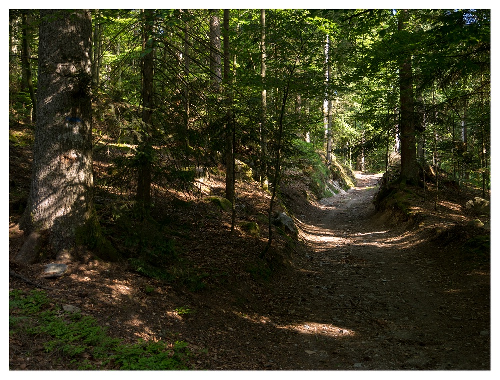 Wanderweg 12 Foto & Bild | bayerischer wald Bilder auf fotocommunity