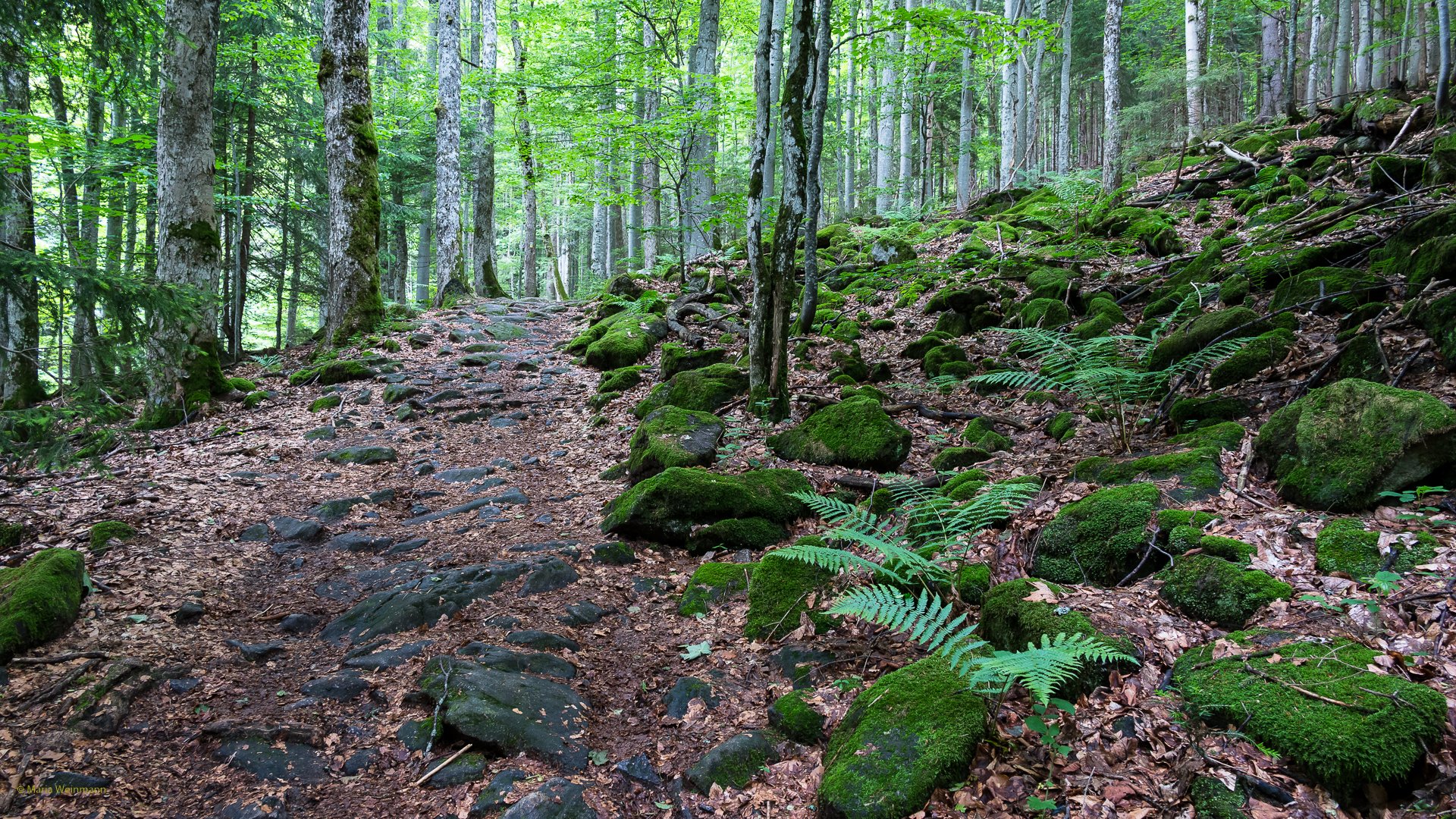 Wanderweg Foto & Bild | wald, natur, bayern Bilder auf fotocommunity