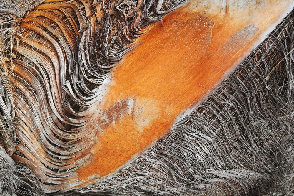 Wandlung zur Kunst 1 Foto & Bild | natur-kreativ, aufnahmetechniken ...