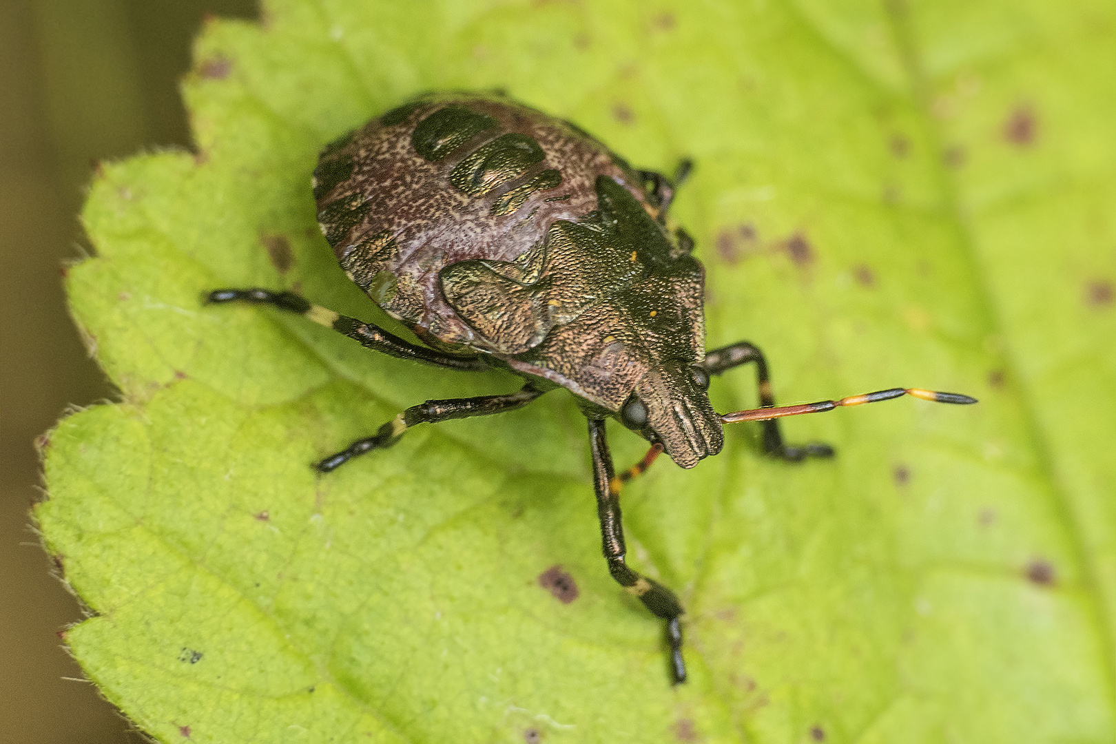 Wanze Foto & Bild | natur, tier, insekt Bilder auf fotocommunity