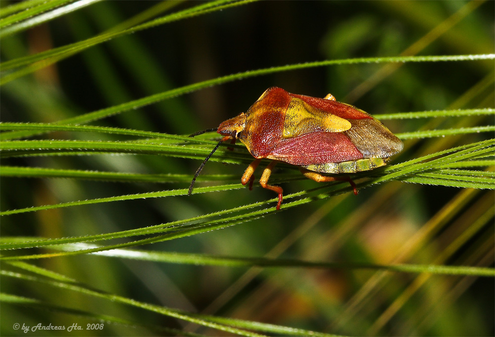 Wanze - 1 Foto & Bild | tiere, wildlife, insekten Bilder auf fotocommunity