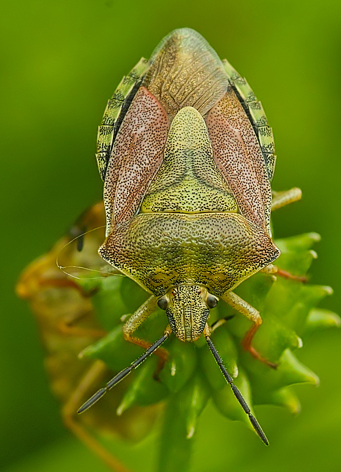 Wanze Foto & Bild | tiere, wildlife, insekten Bilder auf fotocommunity