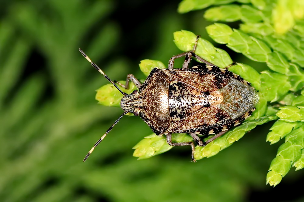 Wanze Foto & Bild | andere insekten, fotos, makro Bilder auf fotocommunity