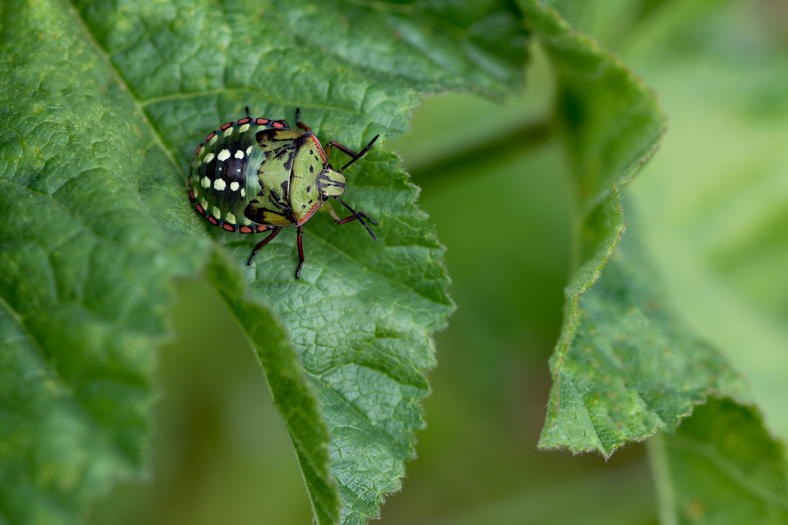 Wanze Foto & Bild | fotos, makro, natur Bilder auf fotocommunity