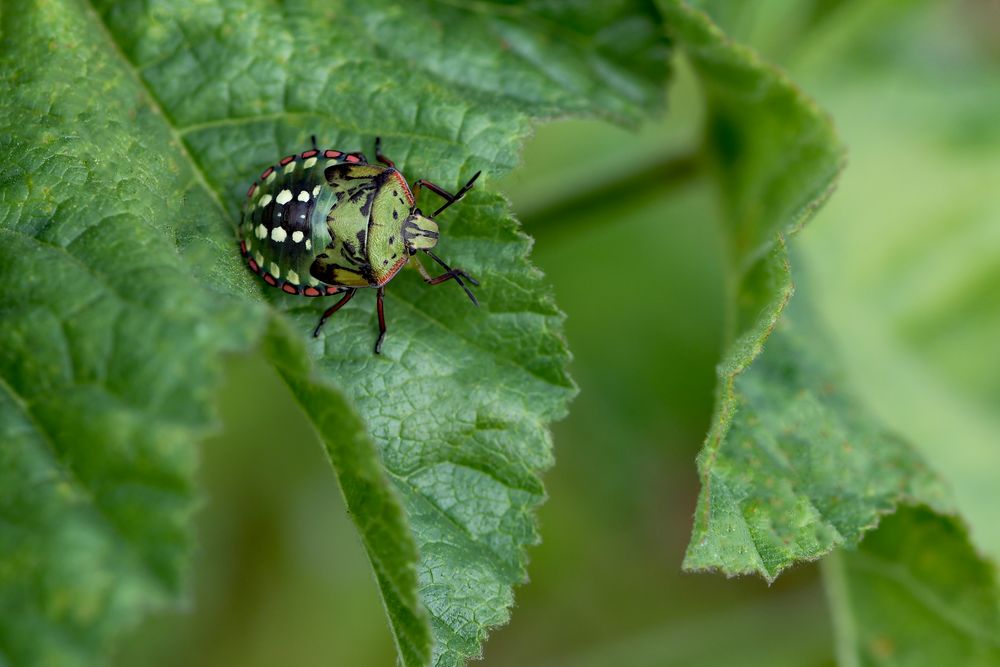 Wanze Foto & Bild | fotos, makro, natur Bilder auf fotocommunity