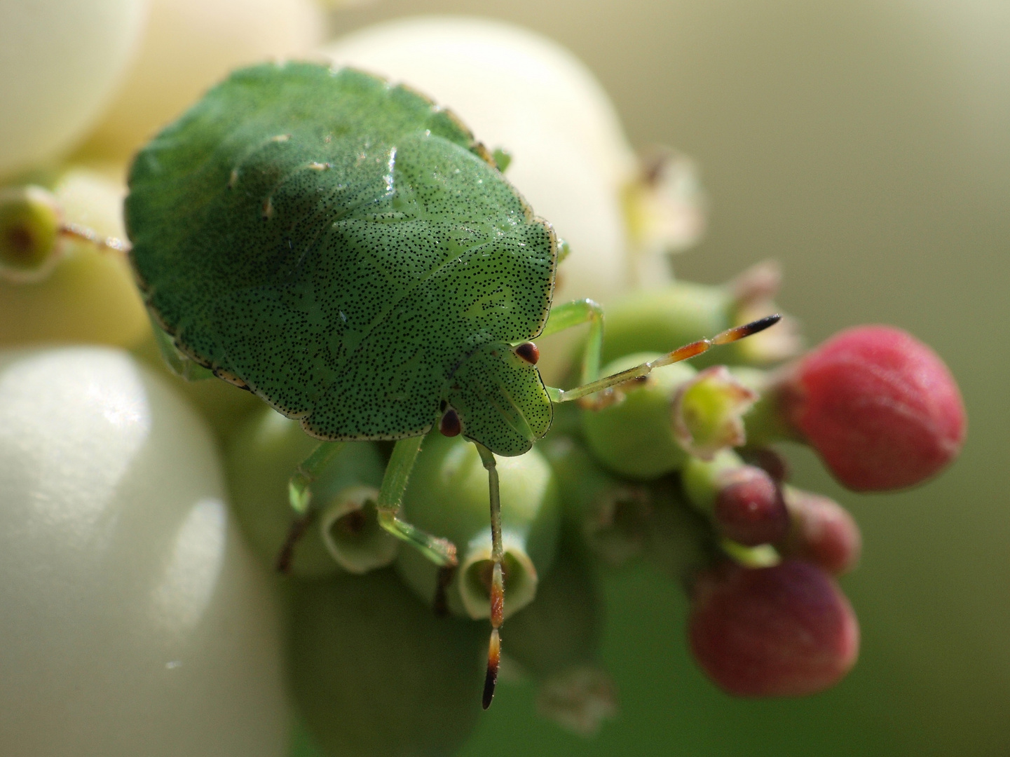 Wanze Foto & Bild | tiere, wildlife, insekten Bilder auf fotocommunity