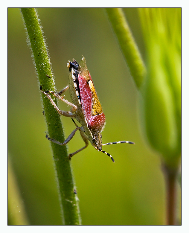 Wanze. Foto & Bild | tiere, wildlife, insekten Bilder auf fotocommunity
