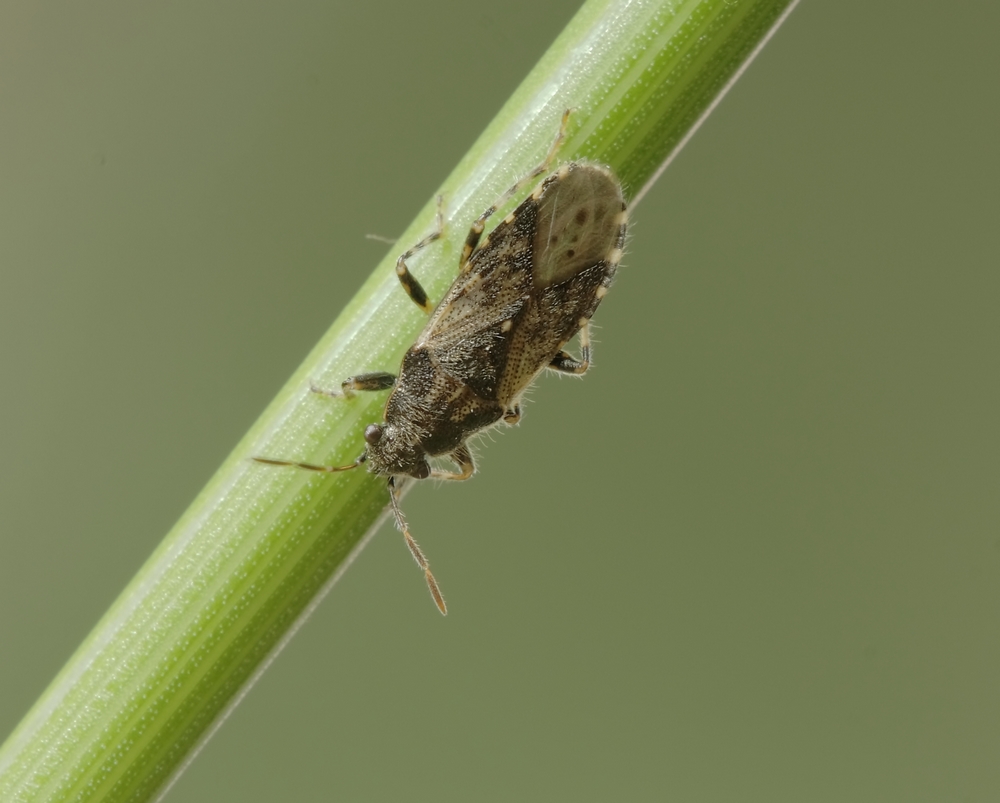 Wanze 2 Foto & Bild | tiere, wildlife, insekten Bilder auf fotocommunity