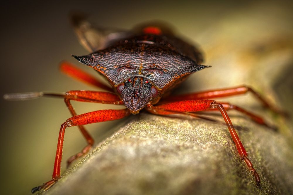 Wanze Foto & Bild | fotos, makro, natur Bilder auf fotocommunity