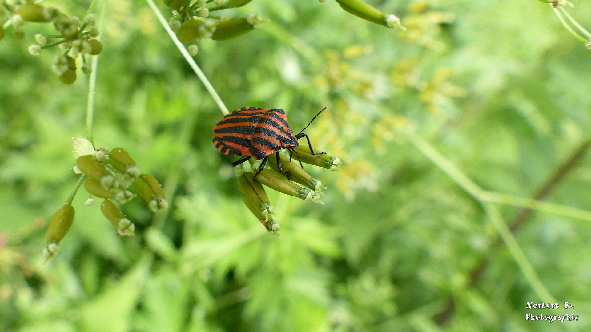 Wanze Foto & Bild | makro, natur, hoch hinaus Bilder auf fotocommunity