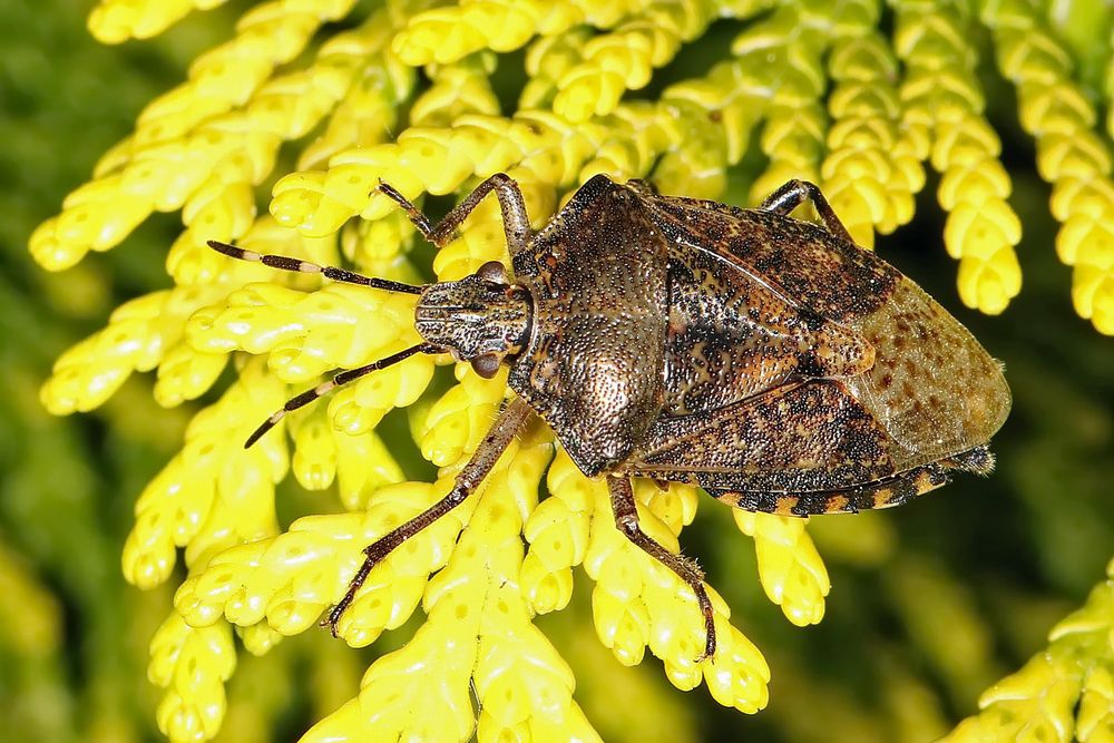 Wanze Foto & Bild | andere insekten, fotos, natur Bilder auf fotocommunity