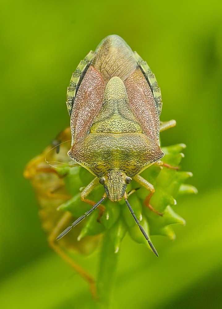 Wanze Foto & Bild | tiere, wildlife, insekten Bilder auf fotocommunity