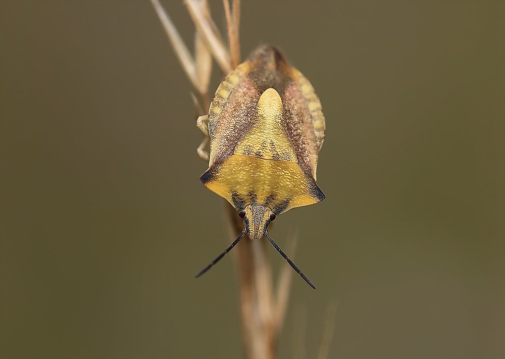 Wanze Foto & Bild | tiere, wildlife, insekten Bilder auf fotocommunity